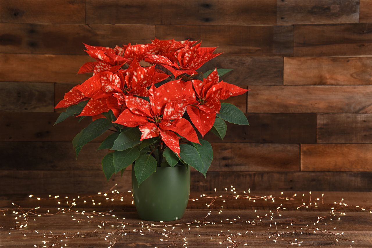 Make a holiday statement with charming poinsettias - The Philadelphia ...