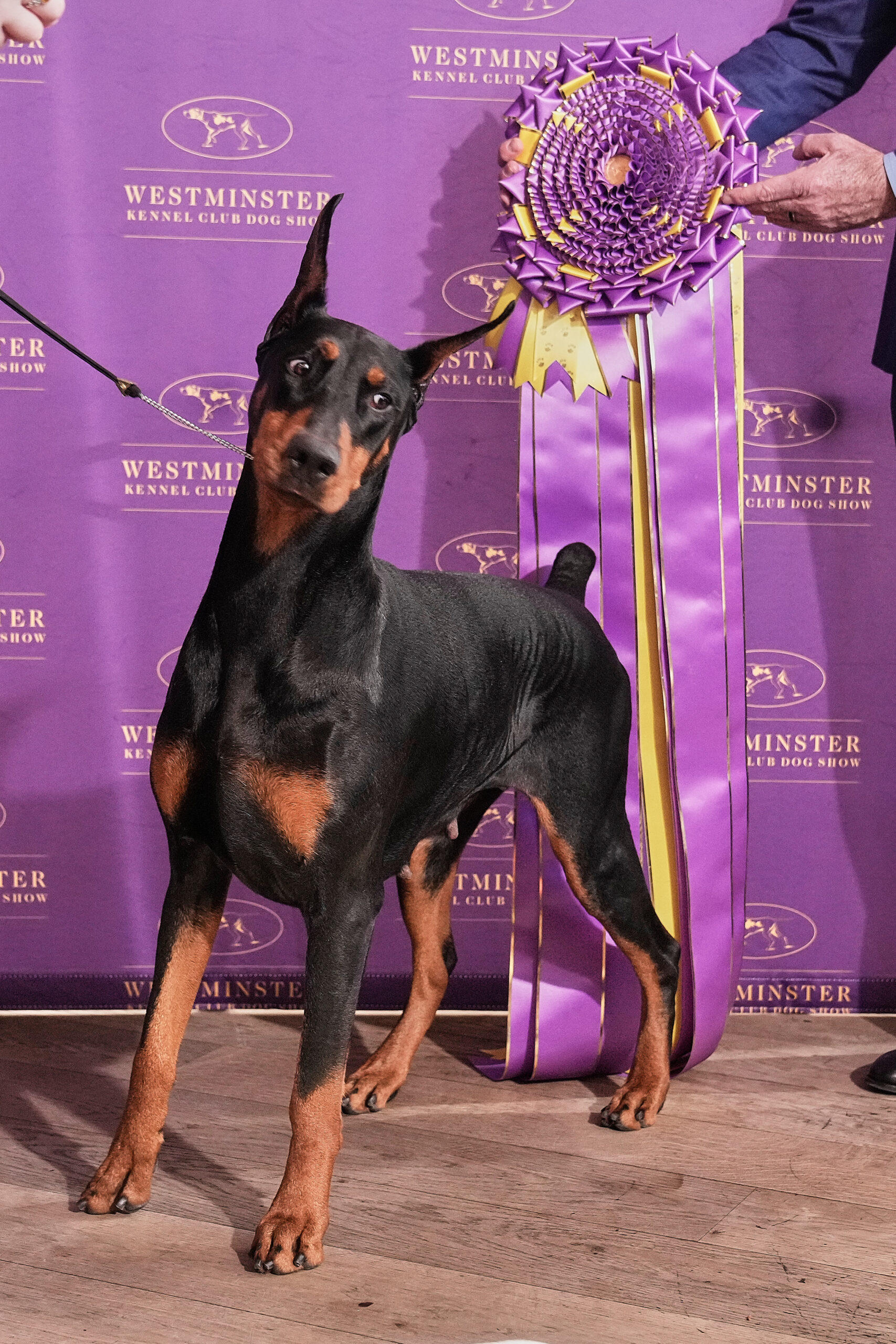 Penny the Doberman pinscher wins the 150th Westminster dog show - The ...
